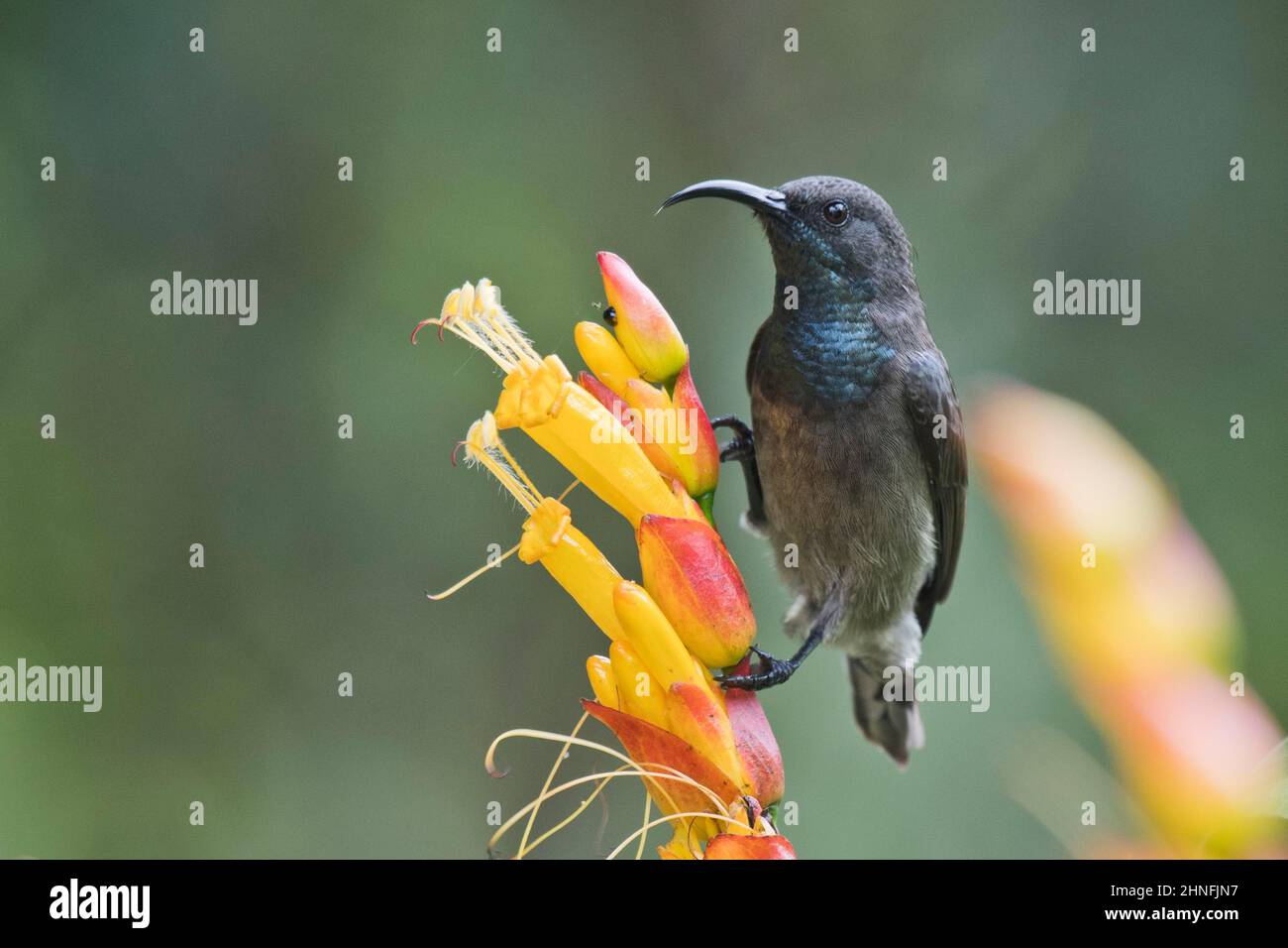 Seychelles Sunbird (Cinnyris dussumieri), Praslin, Seychelles Stock ...