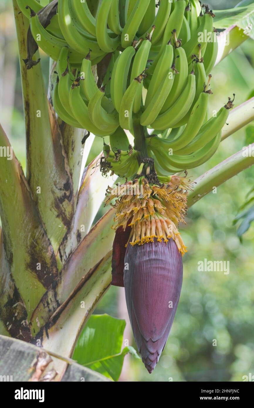 Banana (Musa) plant, Mahe, Seychelles Stock Photo - Alamy