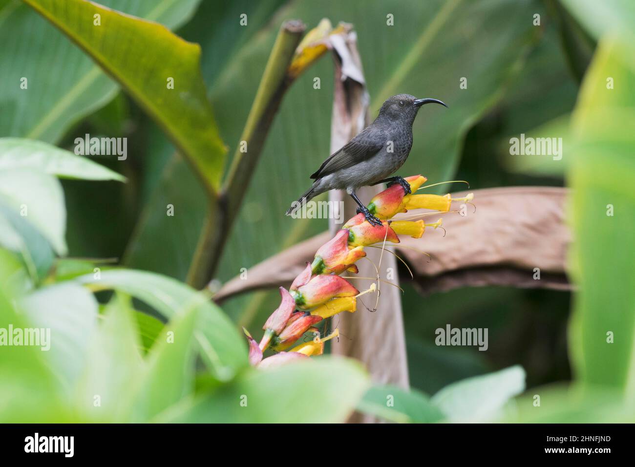Seychelles Sunbird (Cinnyris dussumieri), Praslin, Seychelles Stock ...
