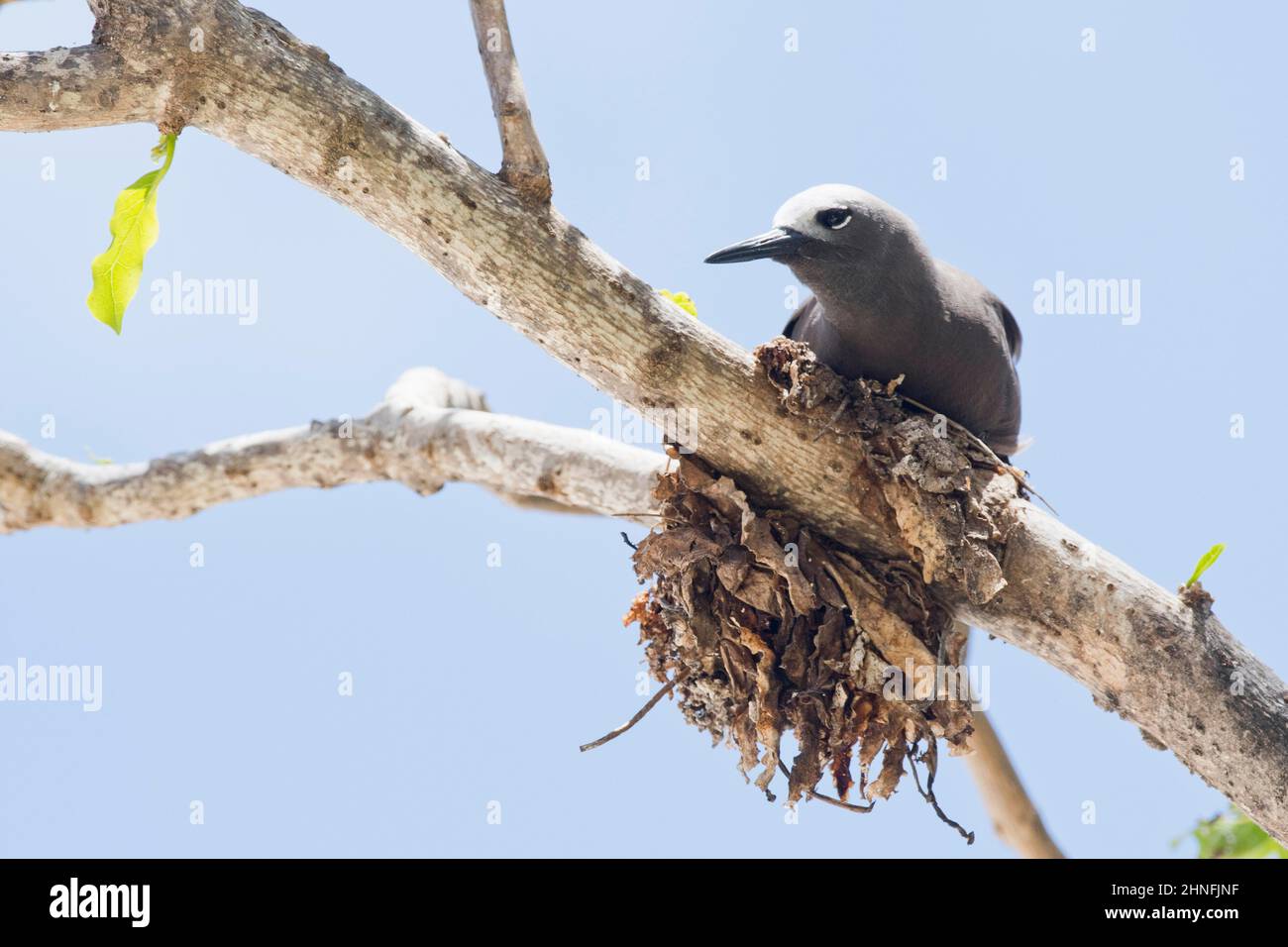 Bird noddy ground hi-res stock photography and images - Alamy