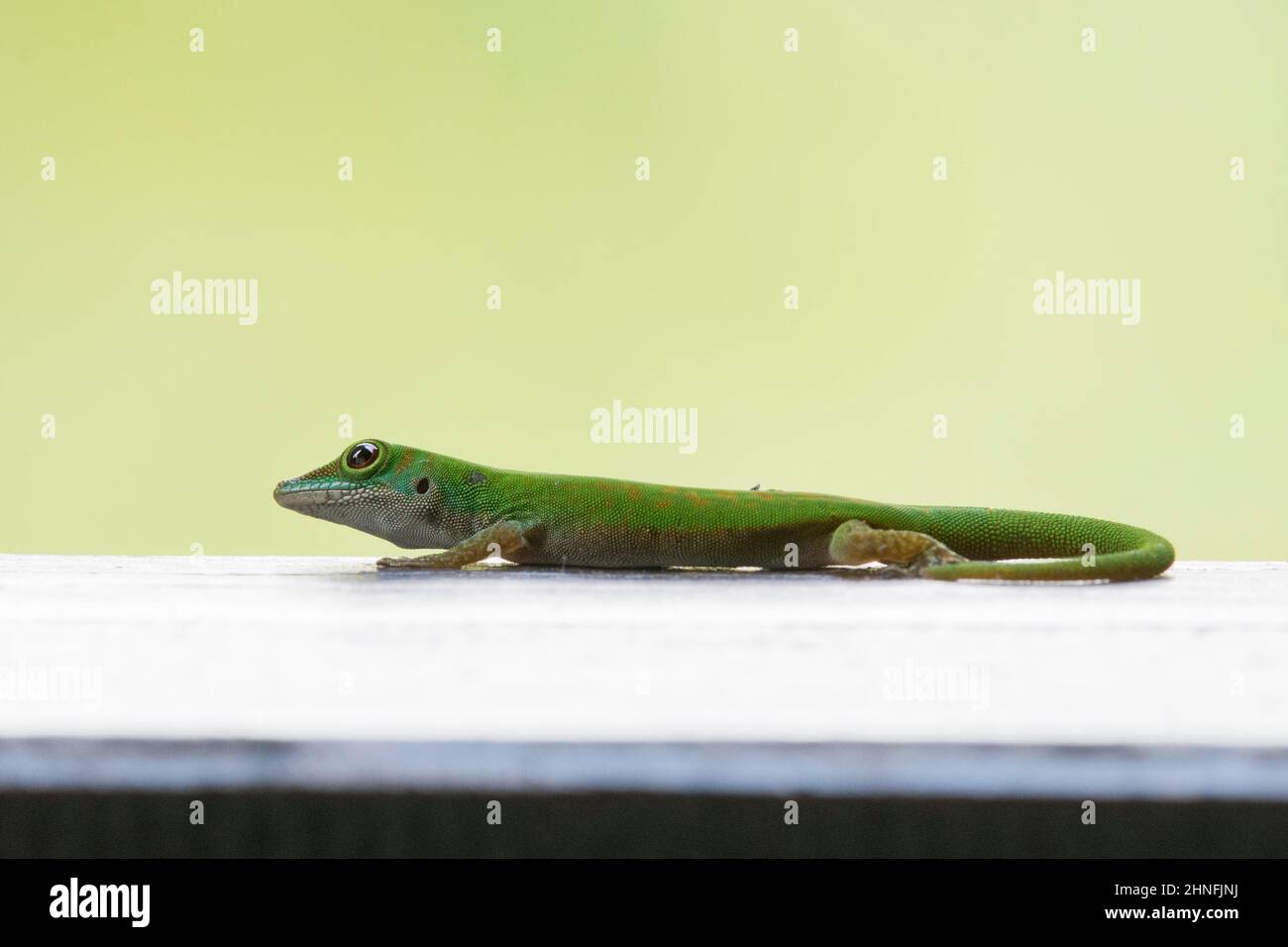 Seychelles small day gecko phelsuma astriata hi-res stock photography ...