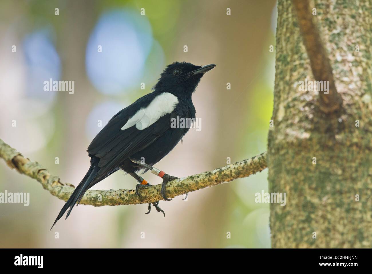 Seychelles magpie (Copsychus sechellarum), very rare endemic bird ...