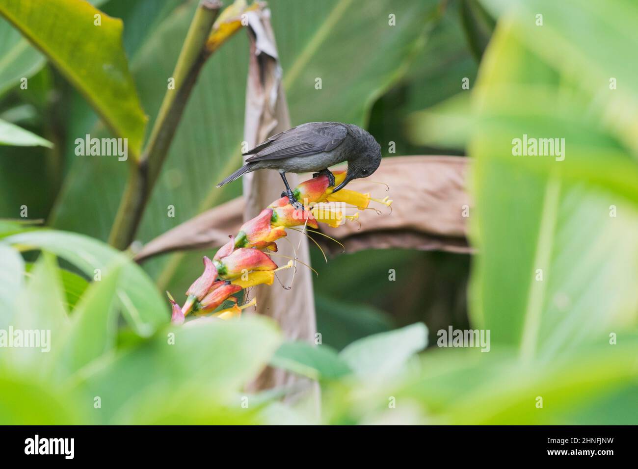 Seychelles Sunbird (Cinnyris dussumieri), Praslin, Seychelles Stock ...