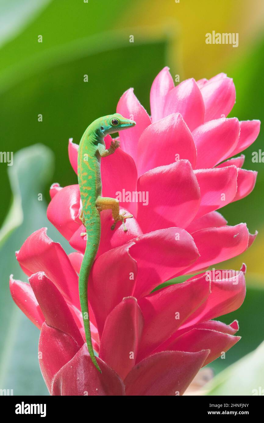 Seychelles small day gecko phelsuma astriata hi-res stock photography ...