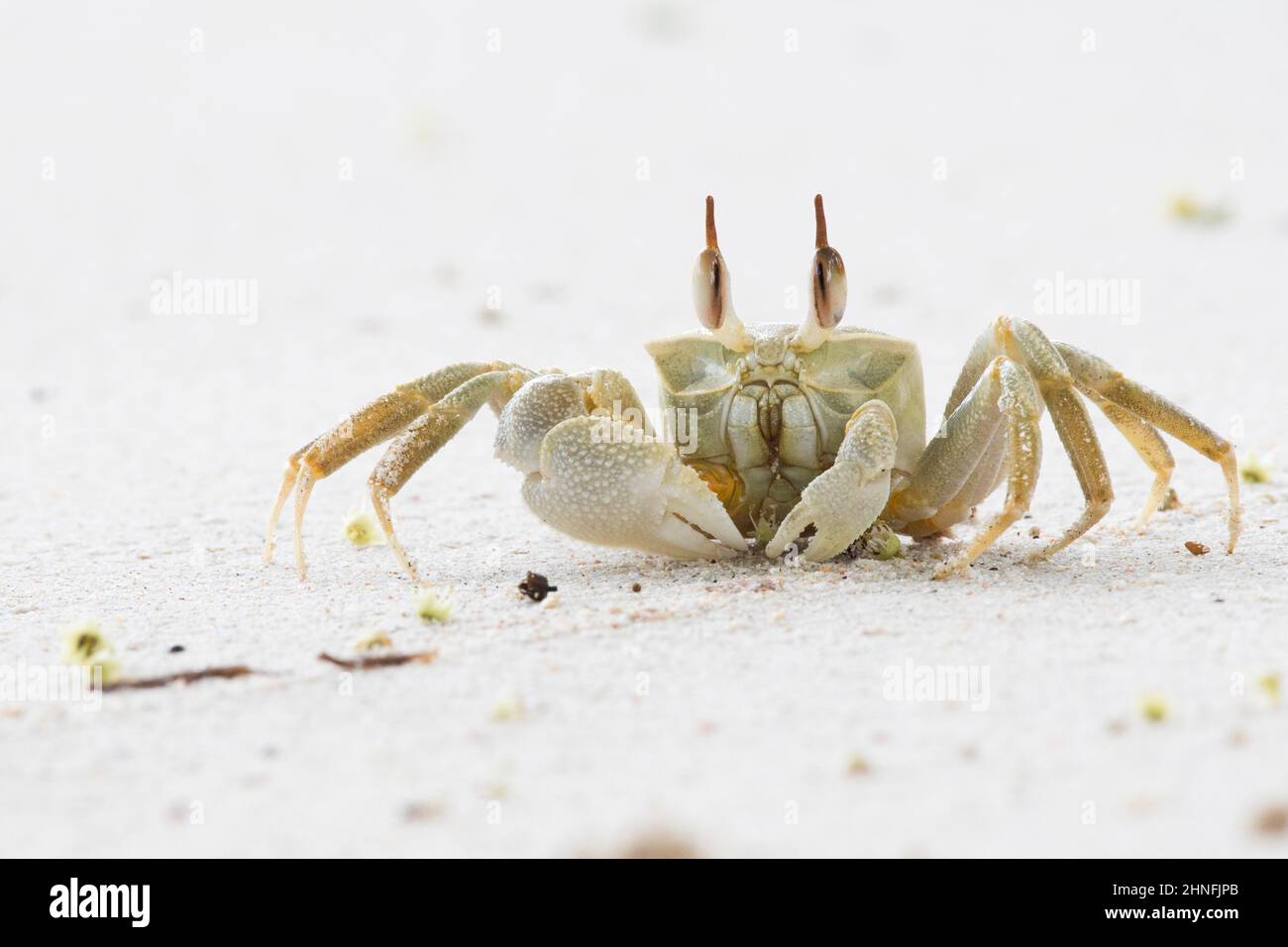 Rider crab (Ocypode ceratophthalmus), Mahe, Seychelles Stock Photo - Alamy