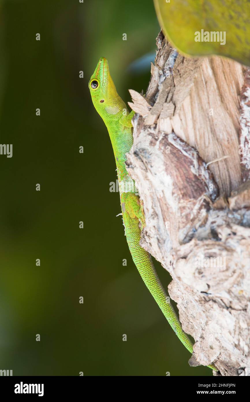Seychelles small day gecko phelsuma astriata hi-res stock photography ...