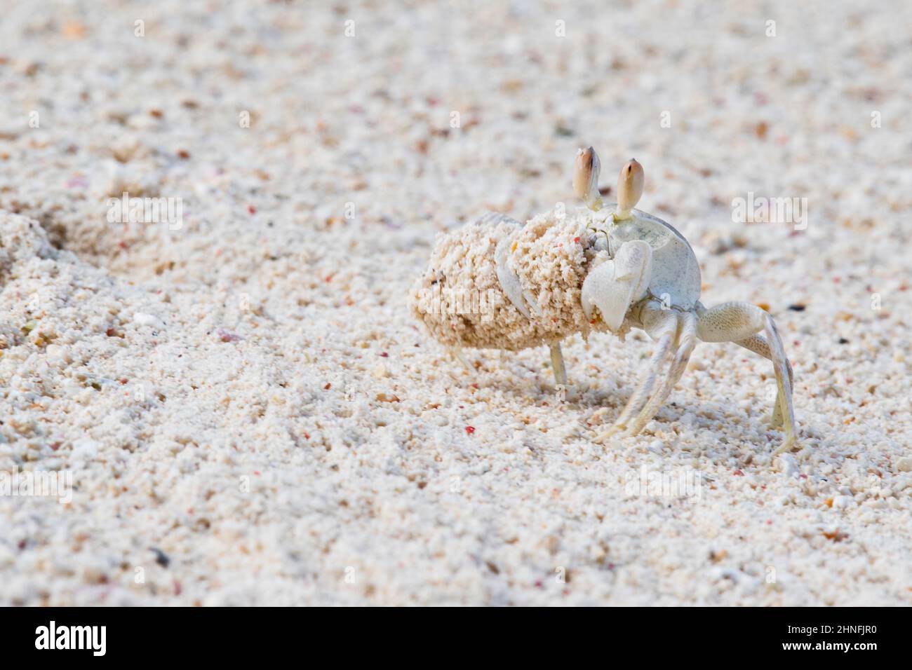 Rider crab (Ocypode ceratophthalmus), Mahe, Seychelles Stock Photo - Alamy
