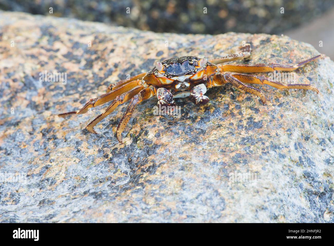 Rock crab (Grapsus tenuicristatus), La Digue, Seychelles Stock Photo ...