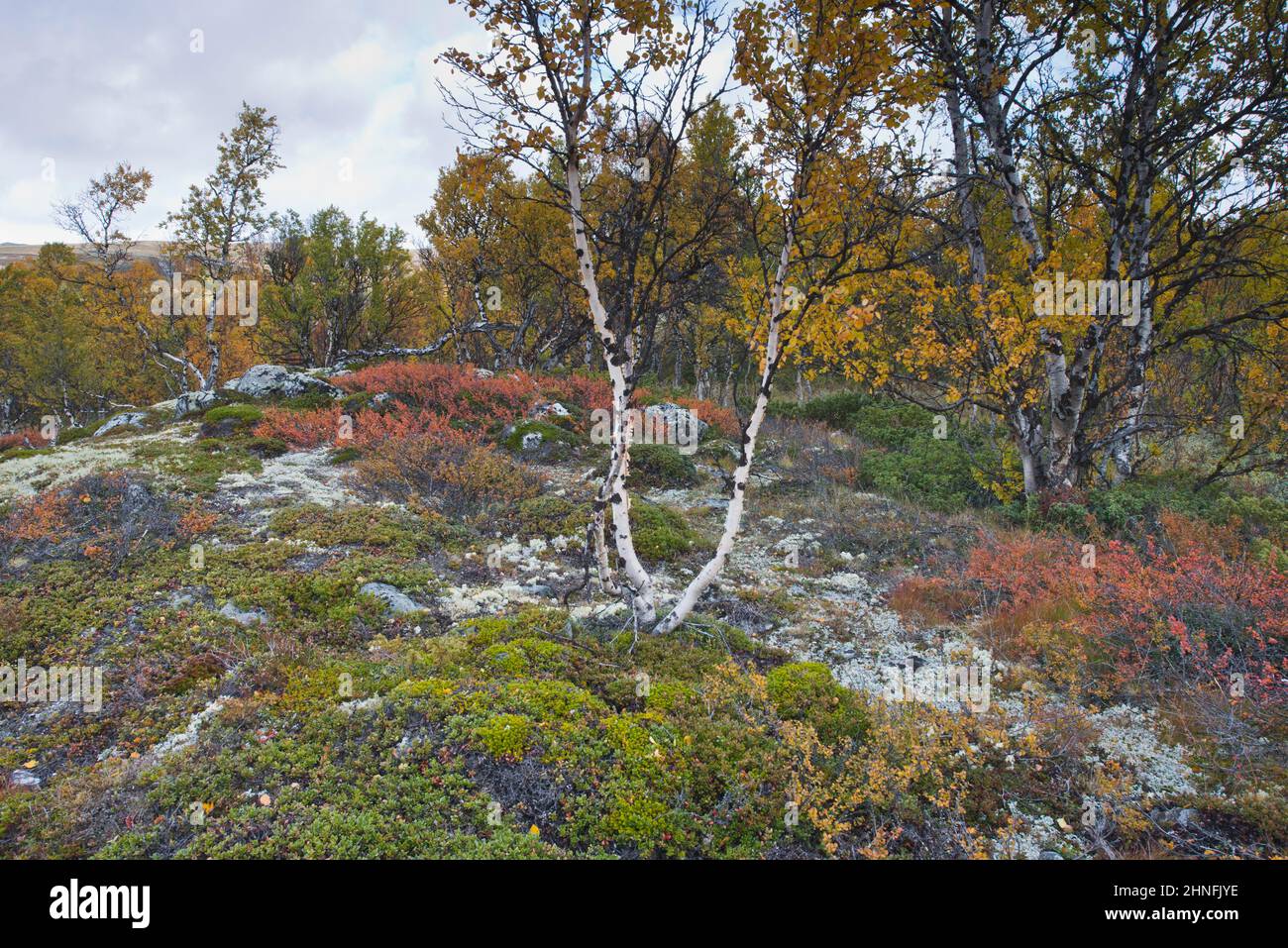 Warty birch (Betula pendula) in the mountains, Dovrefjell-Sundalsfjella ...