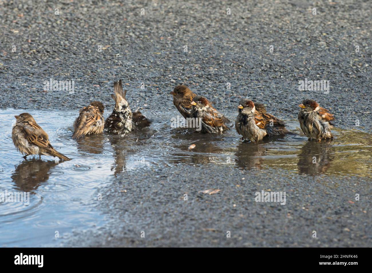 House sparrows (Passer domesticus), bathing in a puddle, Oslo, Norway ...