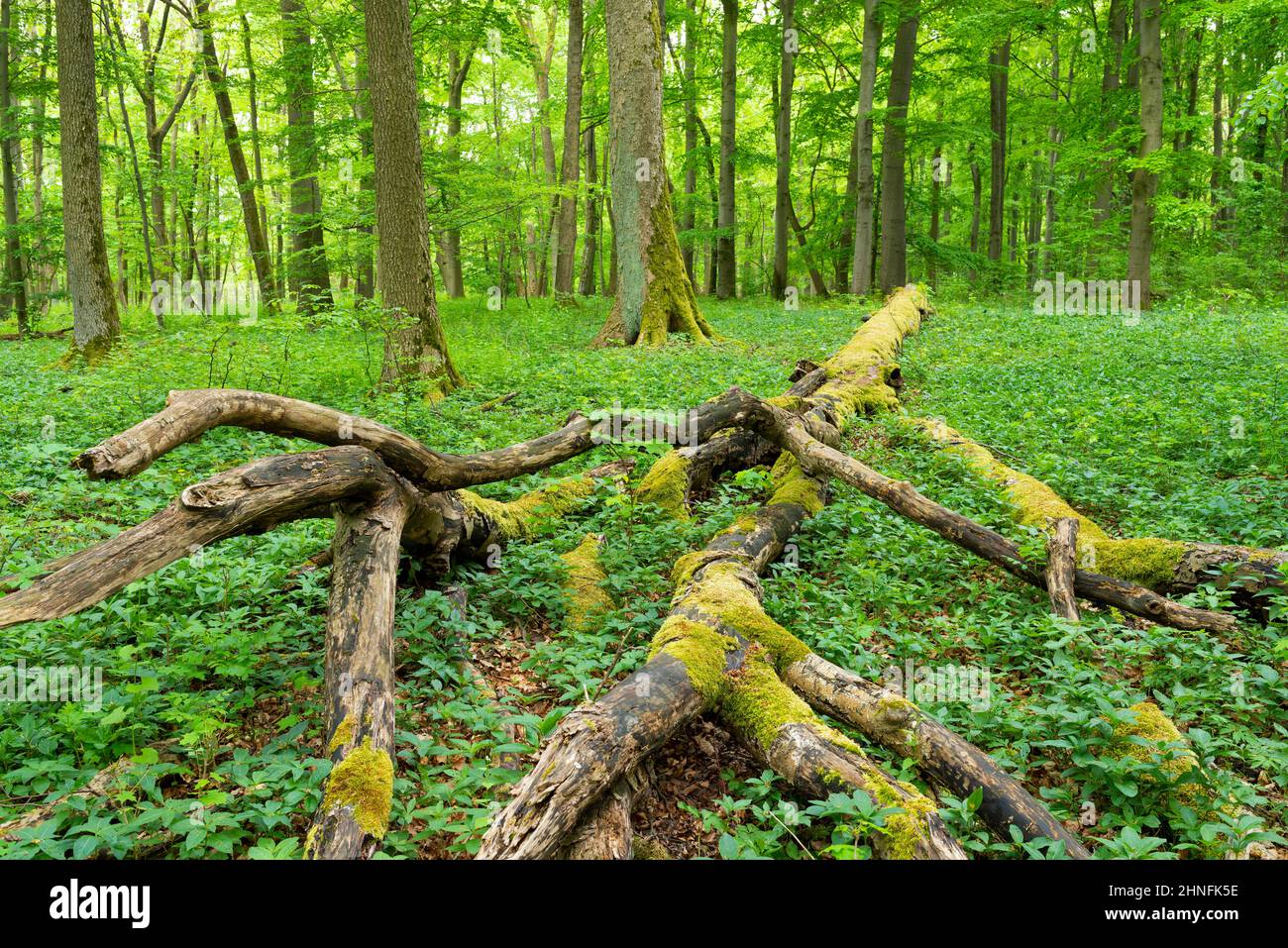 Dead moss-covered Common beech (Fagus sylvatica), deadwood, Hainich ...