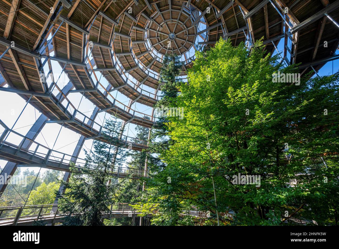 Treetop path, observation tower, Bavarian Forest, Bavaria, Germany ...