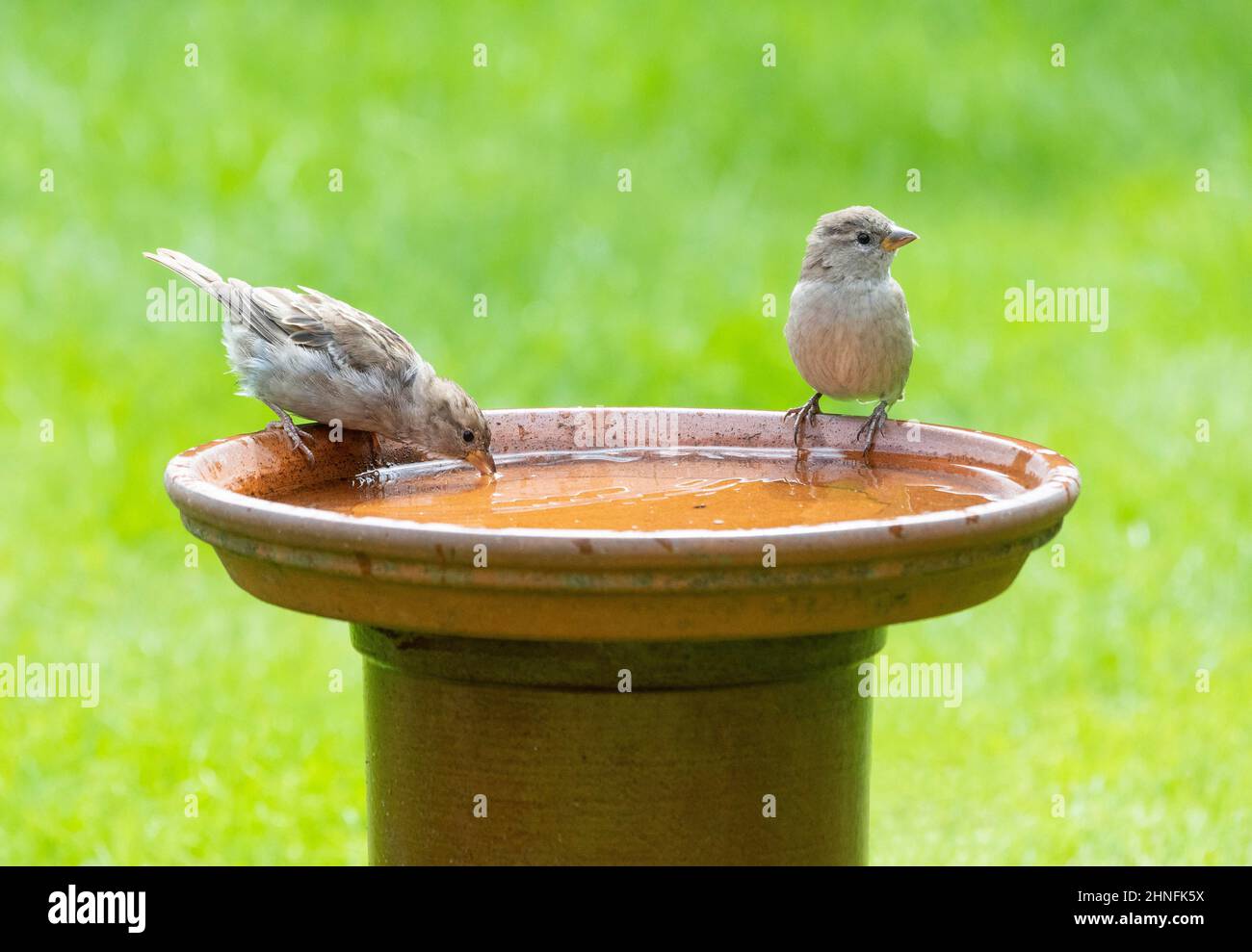 House sparrows (Passer domesticus) at a bird bath, Lower Saxony ...