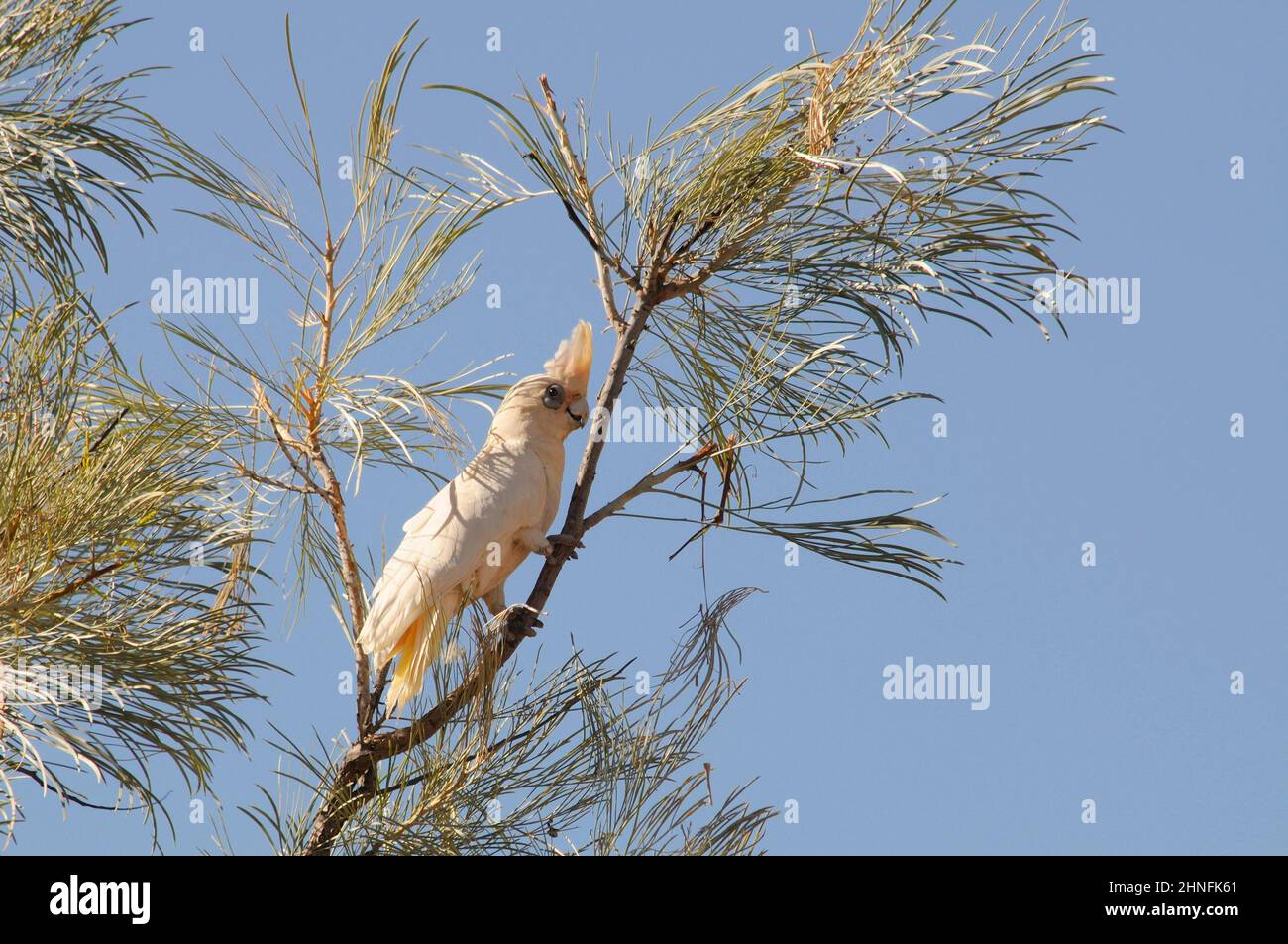 Little corella (Cacatua sanguinea), Broome, Kimberley, Australia Stock ...