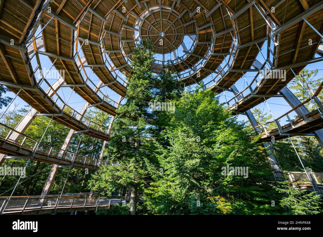 Treetop path, observation tower, Bavarian Forest, Bavaria, Germany ...
