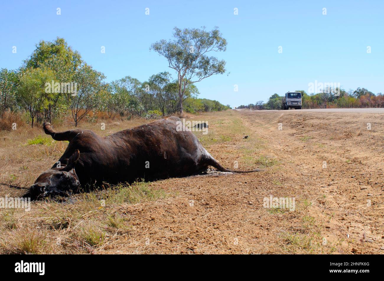 Roadside roadkill of domestic cattle (Bos taurus), Kimberley, Australia ...