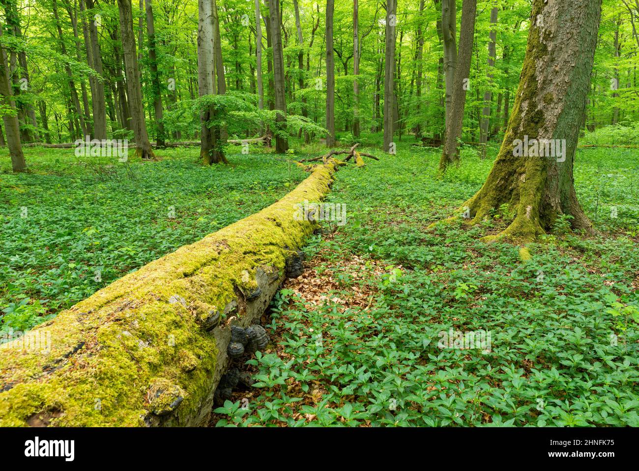 Dead moss-covered Common beech (Fagus sylvatica), deadwood, Hainich ...