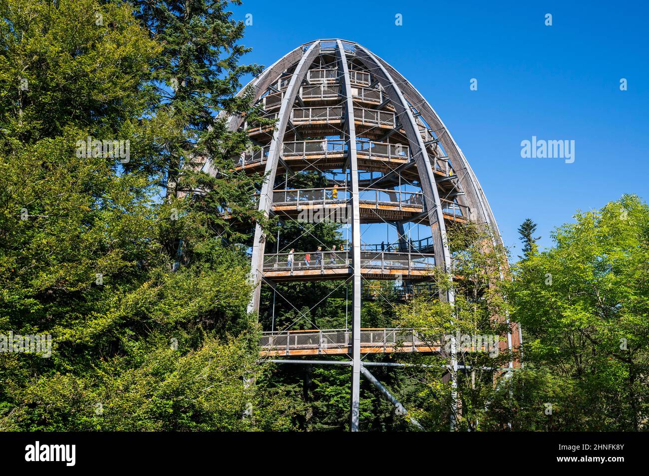 Treetop path, observation tower, Bavarian Forest, Bavaria, Germany ...