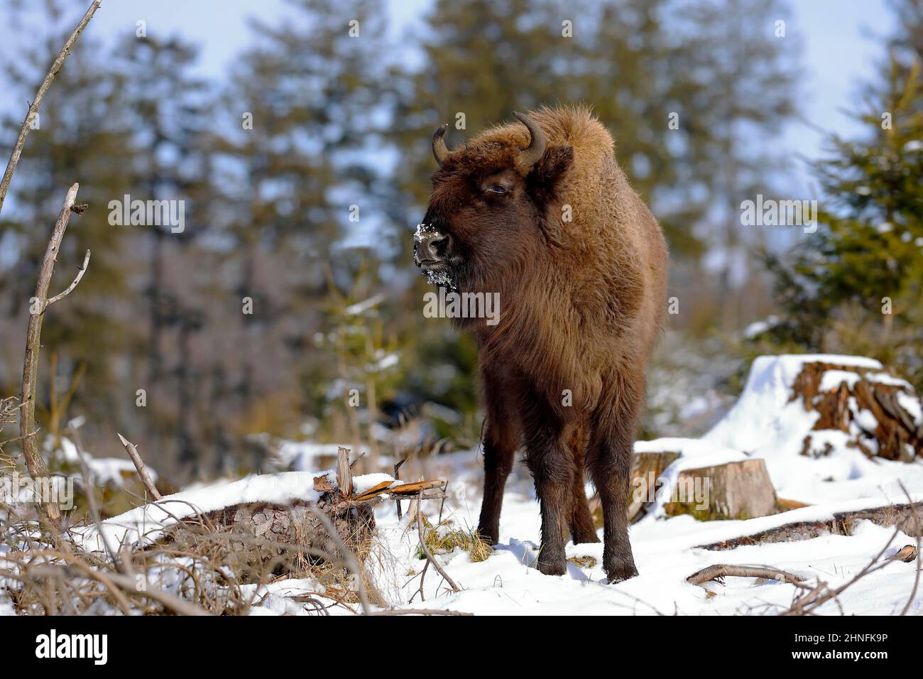 European bison (Bison bonasus), European bison, in winter, captive ...