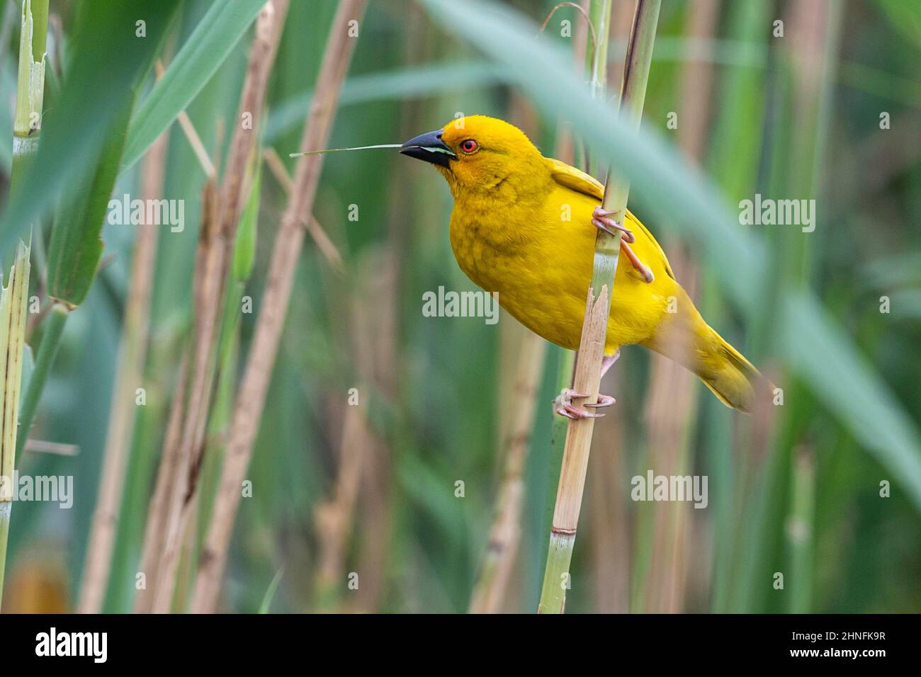 Eastern golden weaver (Ploceus subaureus) Yellow Weaver, Isimangaliso ...