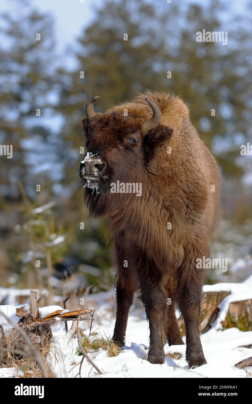 European bison (Bison bonasus), European bison, in winter, captive ...