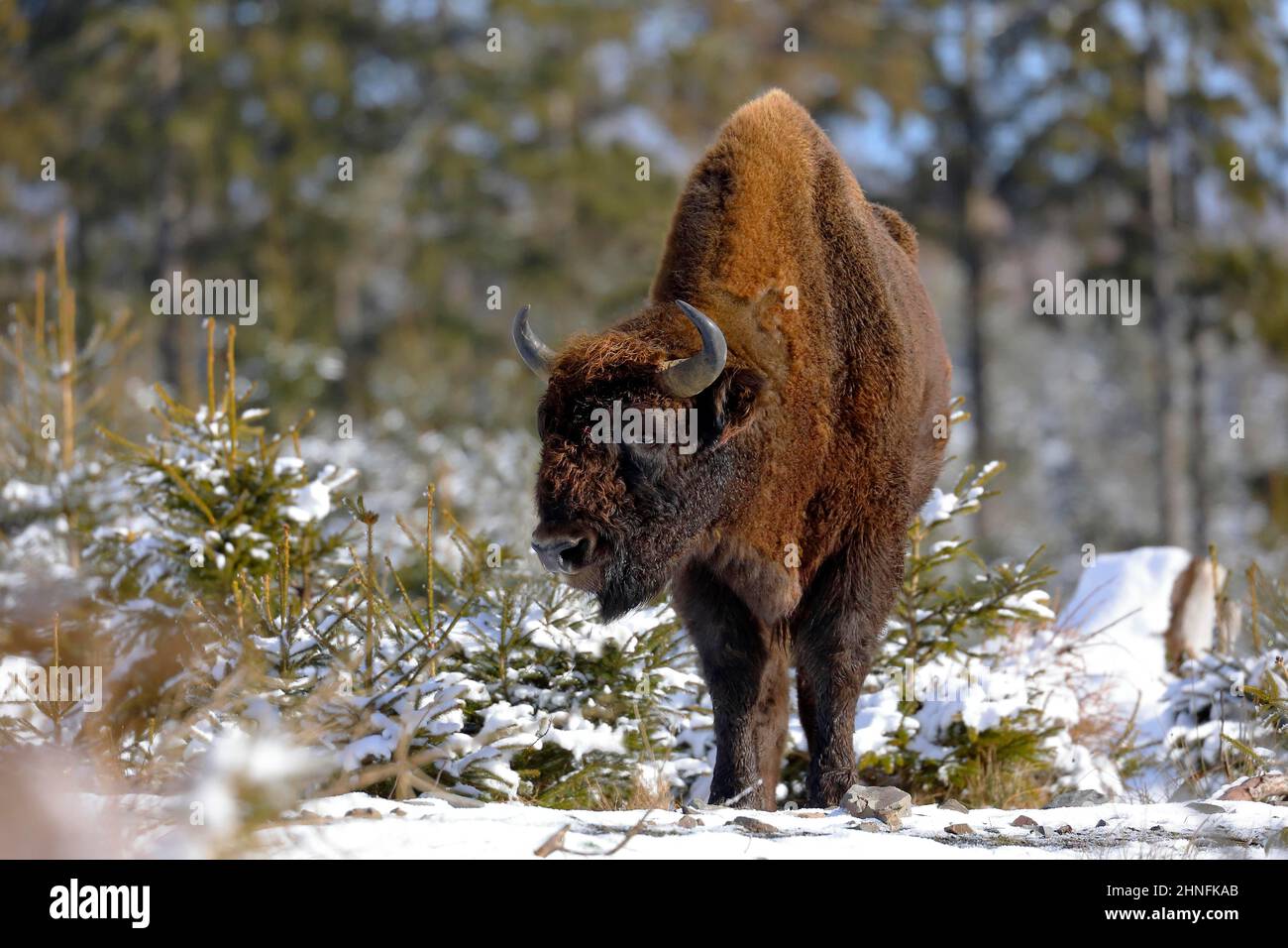 European bison (Bison bonasus), European bison, in winter, captive ...