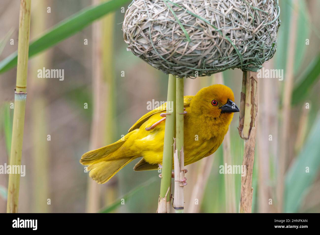 Eastern golden weaver (Ploceus subaureus) Yellow Weaver, Isimangaliso ...