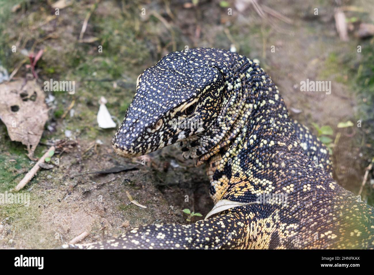 Nile monitor (Varanus niloticus), Isimangaliso Wetland Park, St Lucia ...