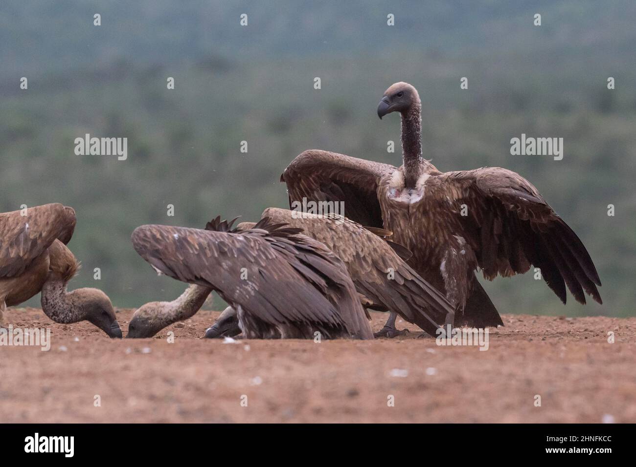White-backed vulture (Gyps africanus), Zimanga Game Reserve, KwaZulu ...