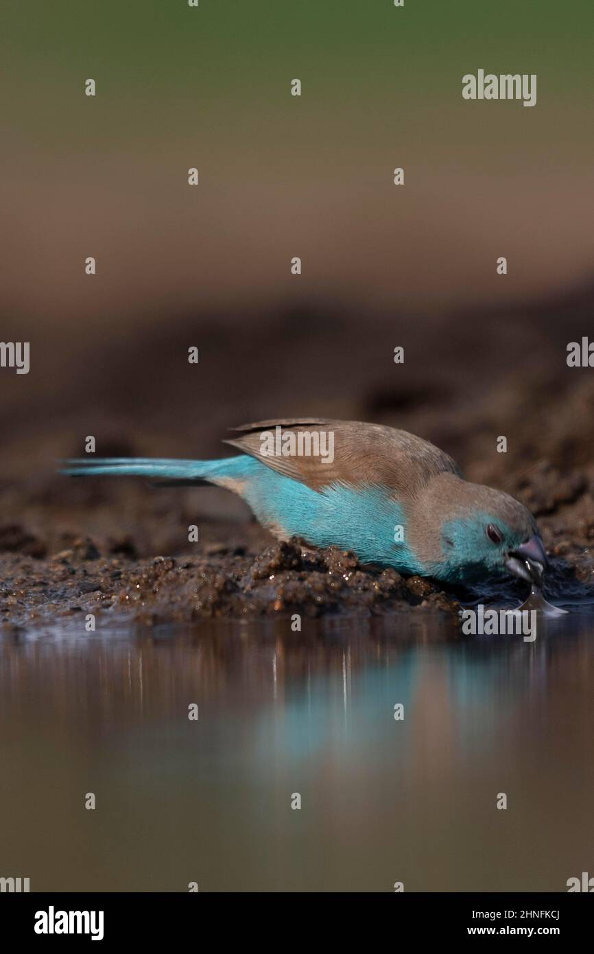 Blue waxbill (Uraeginthus angolensis) drinking Zimanga Game Reserve ...