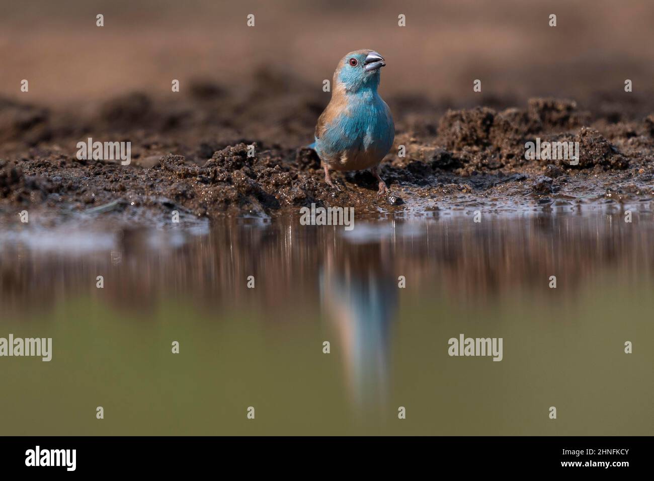 Blue waxbill (Uraeginthus angolensis) Zimanga Game Reserve, KwaZulu ...