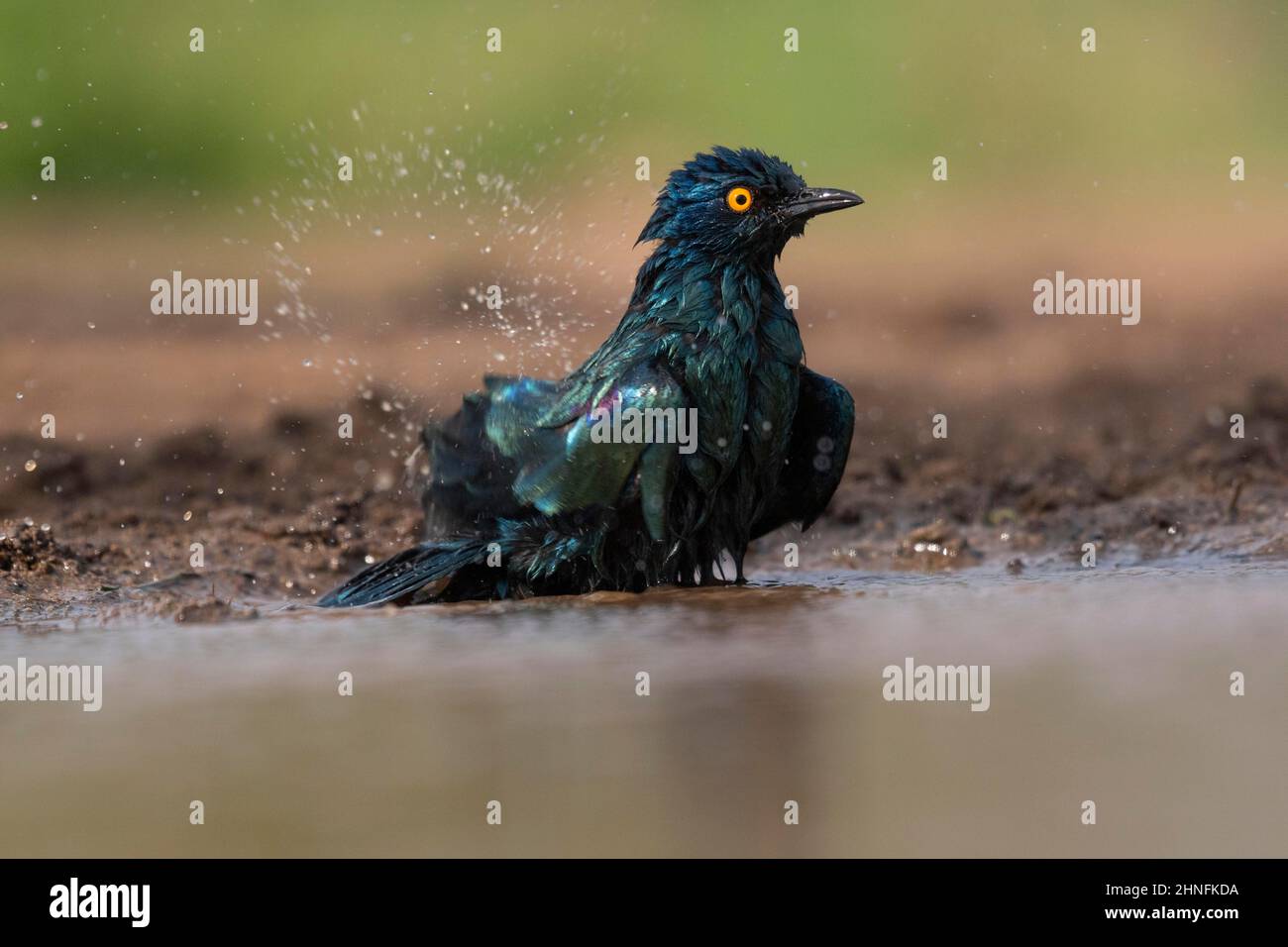 Cape starling (Lamprotornis nitens) Zimanga Game Reserve, KwaZulu Natal ...