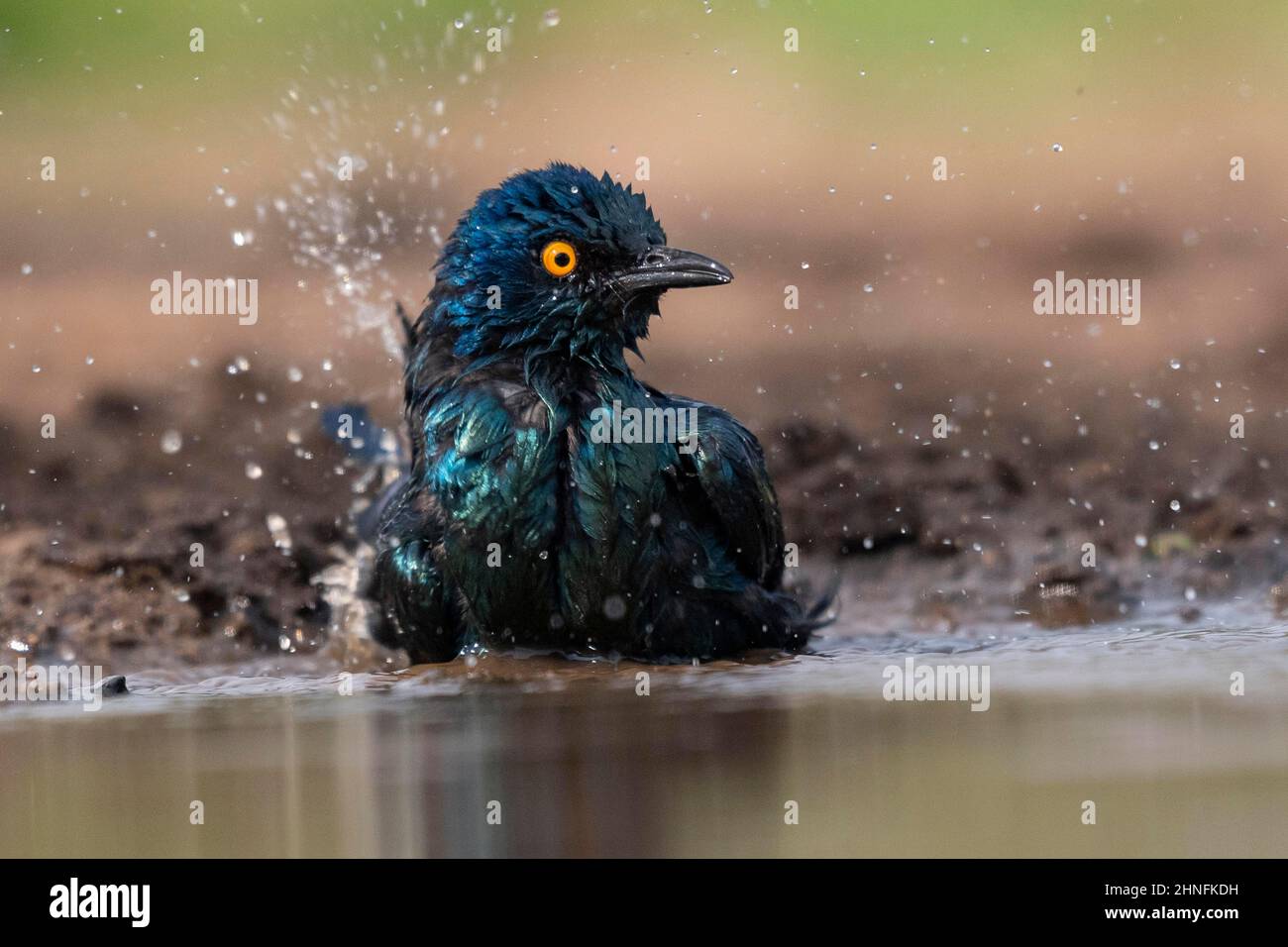 Cape starling (Lamprotornis nitens) bathing. Zimanga Game Reserve ...