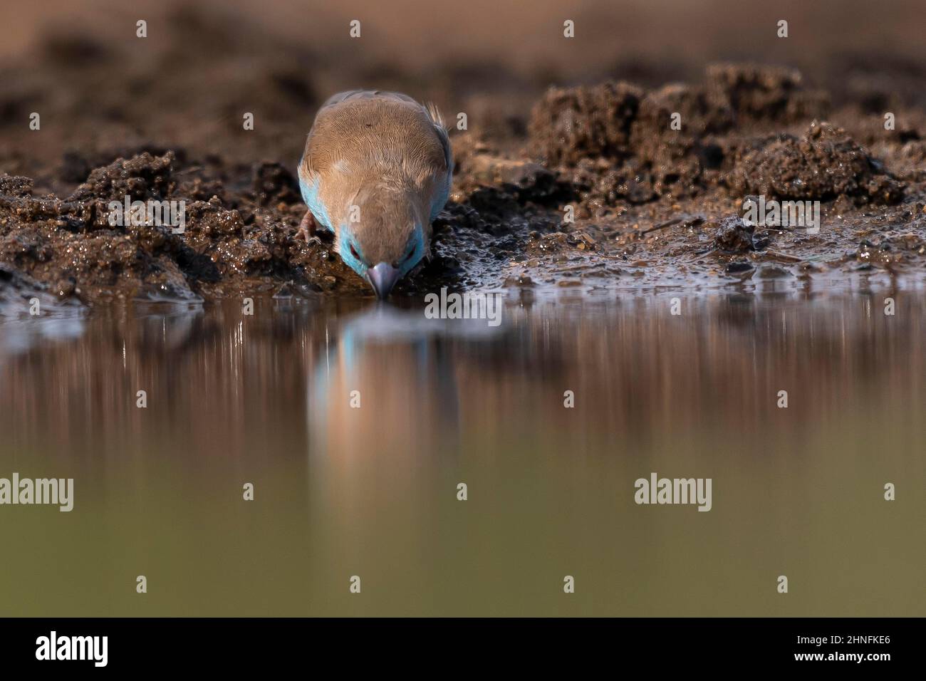 Blue waxbill (Uraeginthus angolensis) drinking Zimanga Game Reserve ...