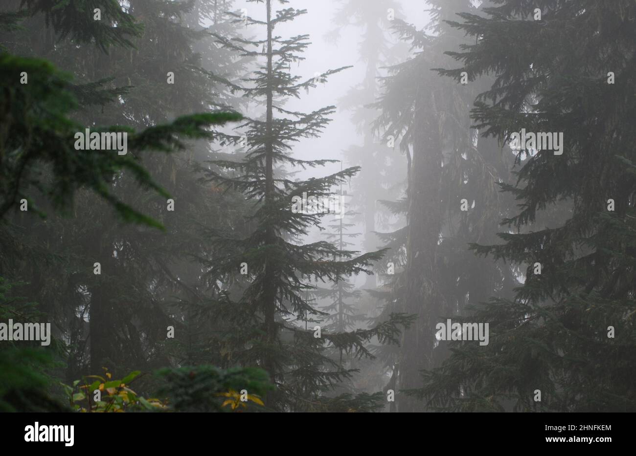 Forest scene in the Washington Cascades Stock Photo - Alamy