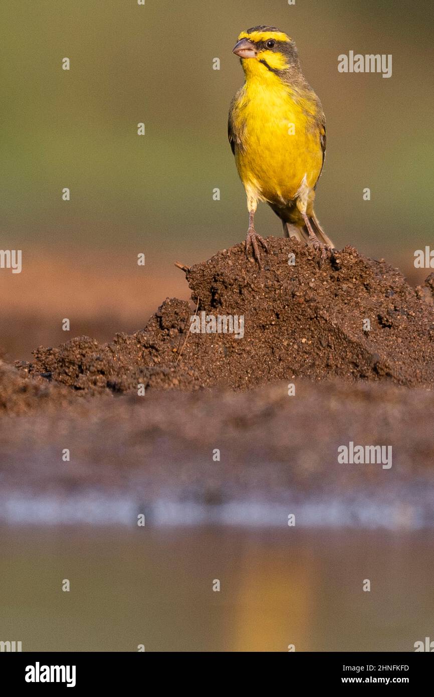 Yellow-fronted canary (Crithagra mozanmbica), Zimanga Game Reserve ...
