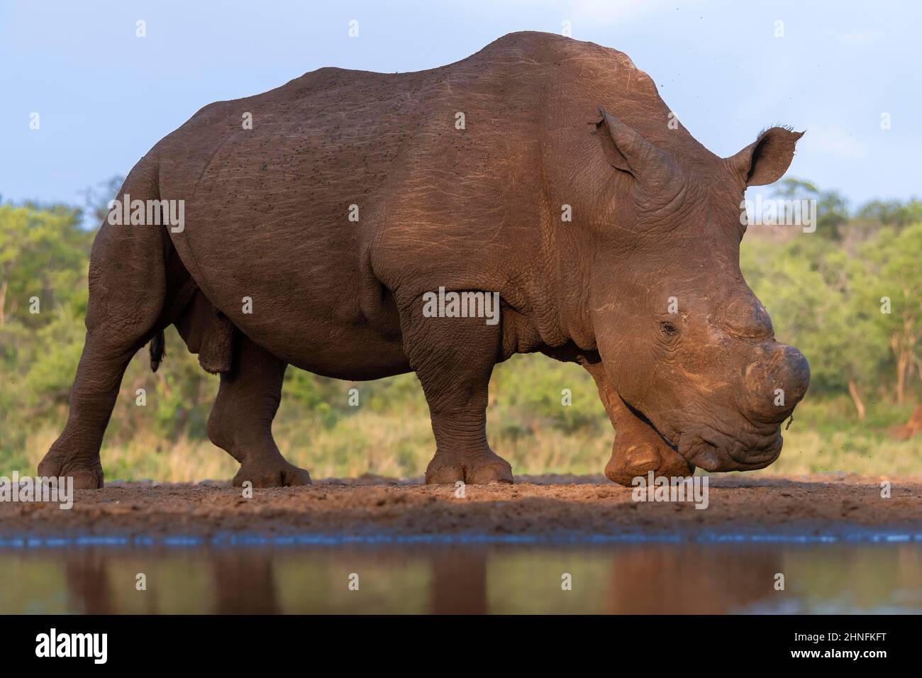 Rhino with sawed off horn hi-res stock photography and images - Alamy