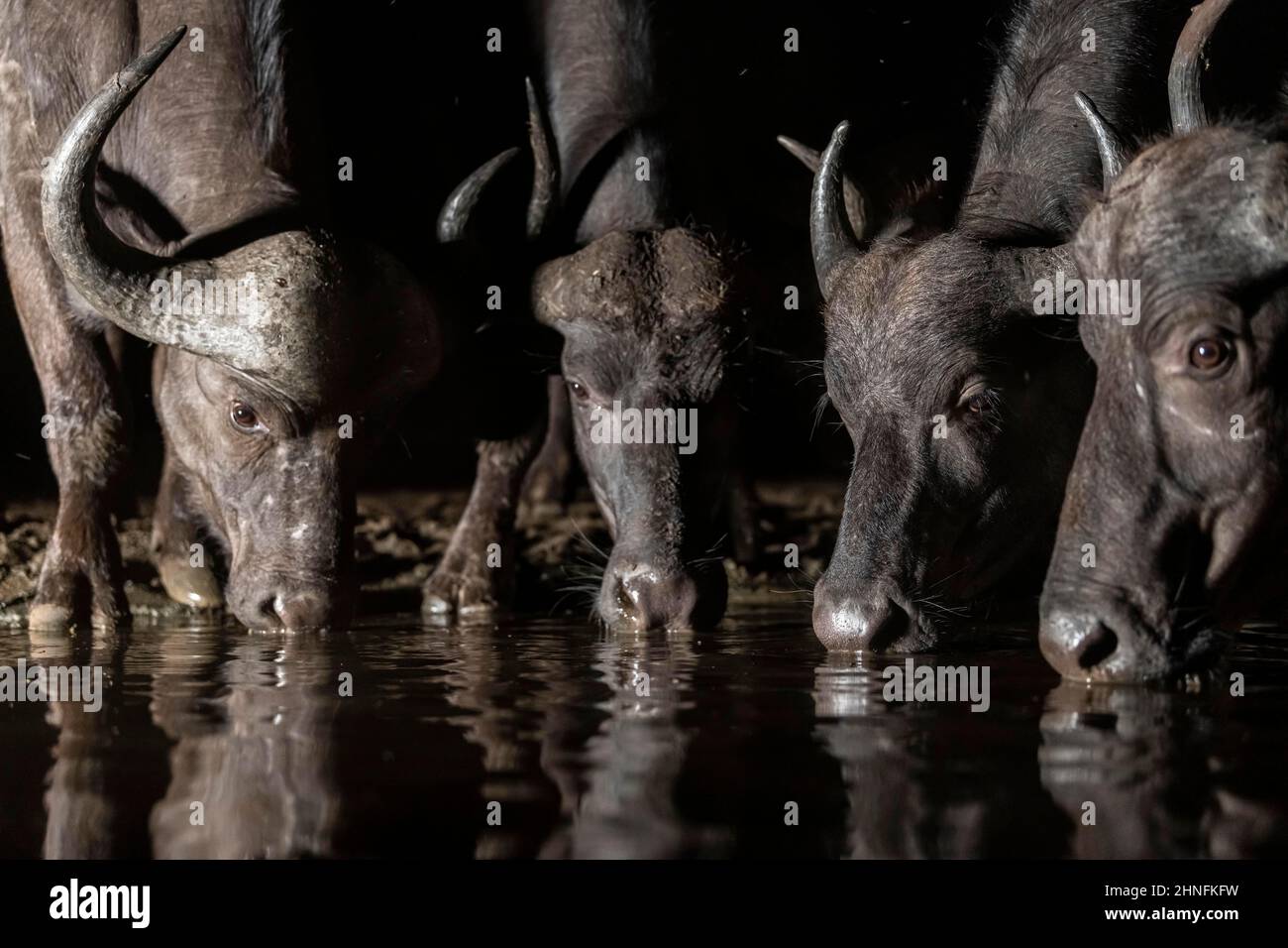African buffalo (Syncerus caffer) drinking at the waterhole at night ...