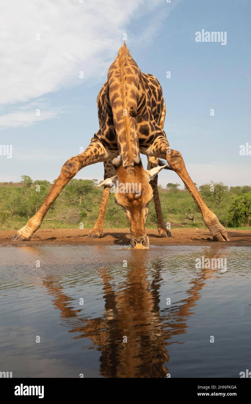 Giraffe (Giraffa camelopardalis) bull drinking at waterhole, Zimanga ...