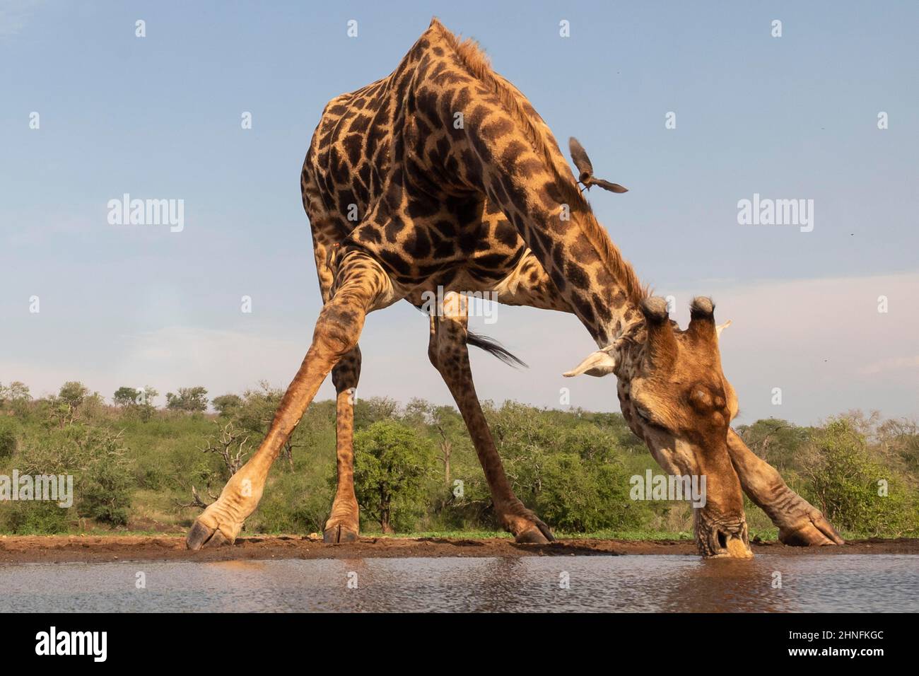 Giraffe (Giraffa camelopardalis) Bull drinking at waterhole with A red ...