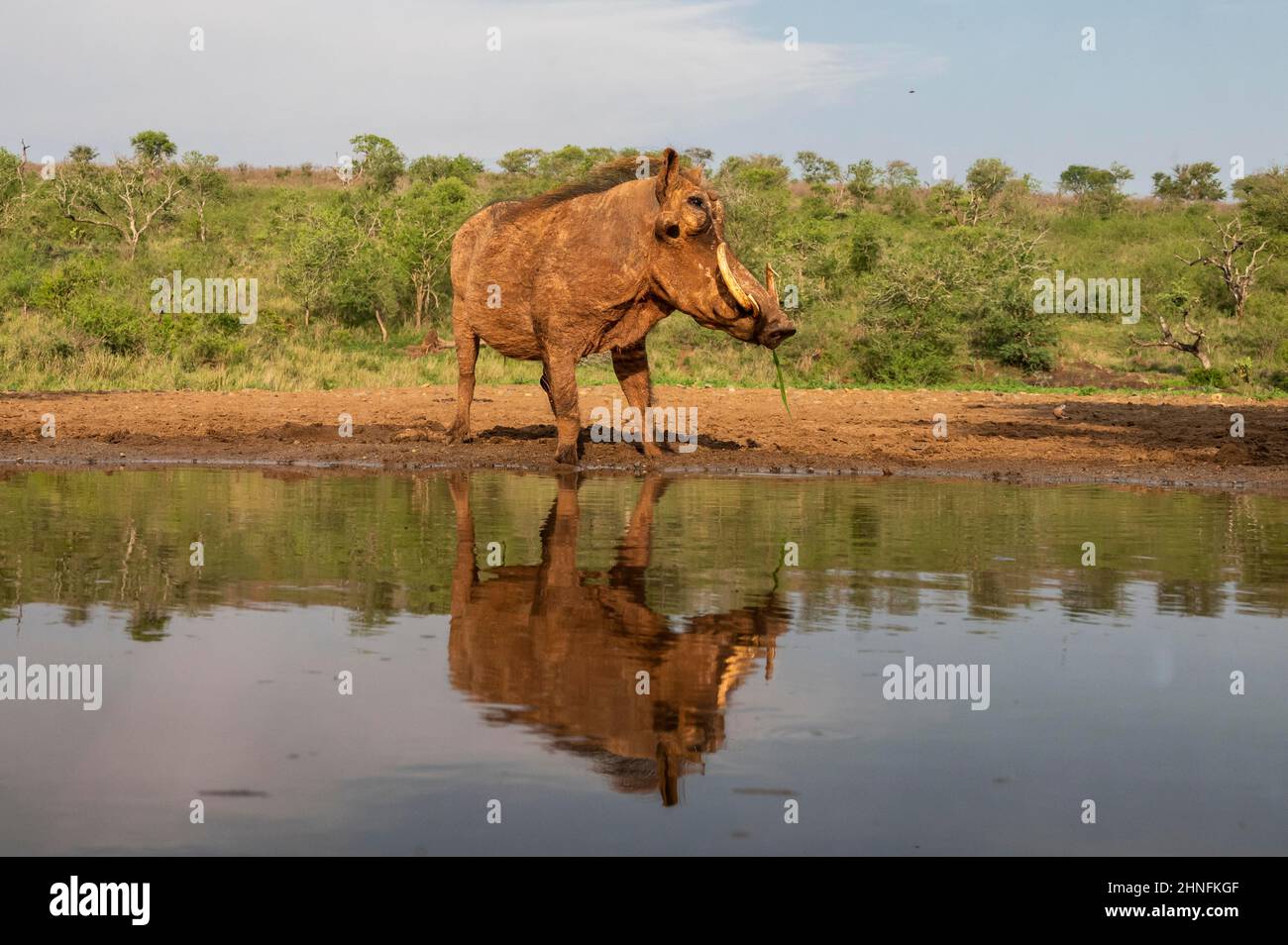 Common warthog (Phacochoerus africanus) boar drinking at waterhole ...