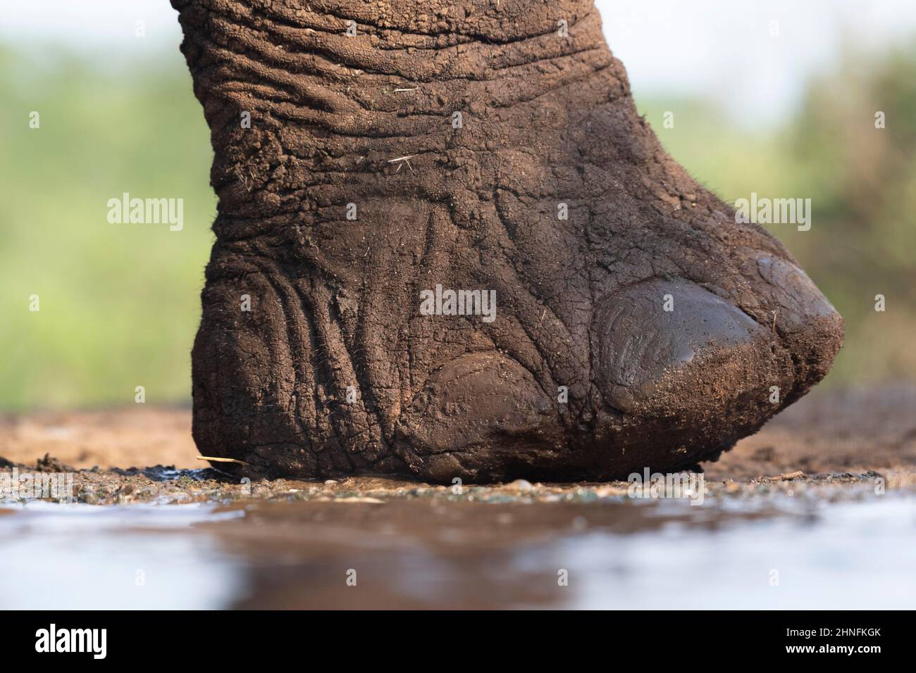 African elephant (Loxodonta africana) foot, Zimanga Game Reserve ...