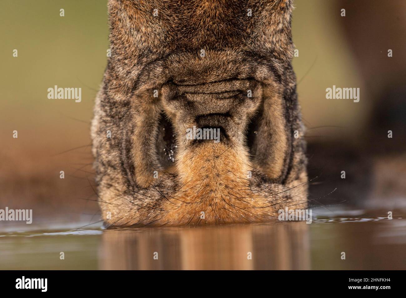 Giraffe (Giraffa camelopardalis) nostrils, Zimanga Game Reserve ...
