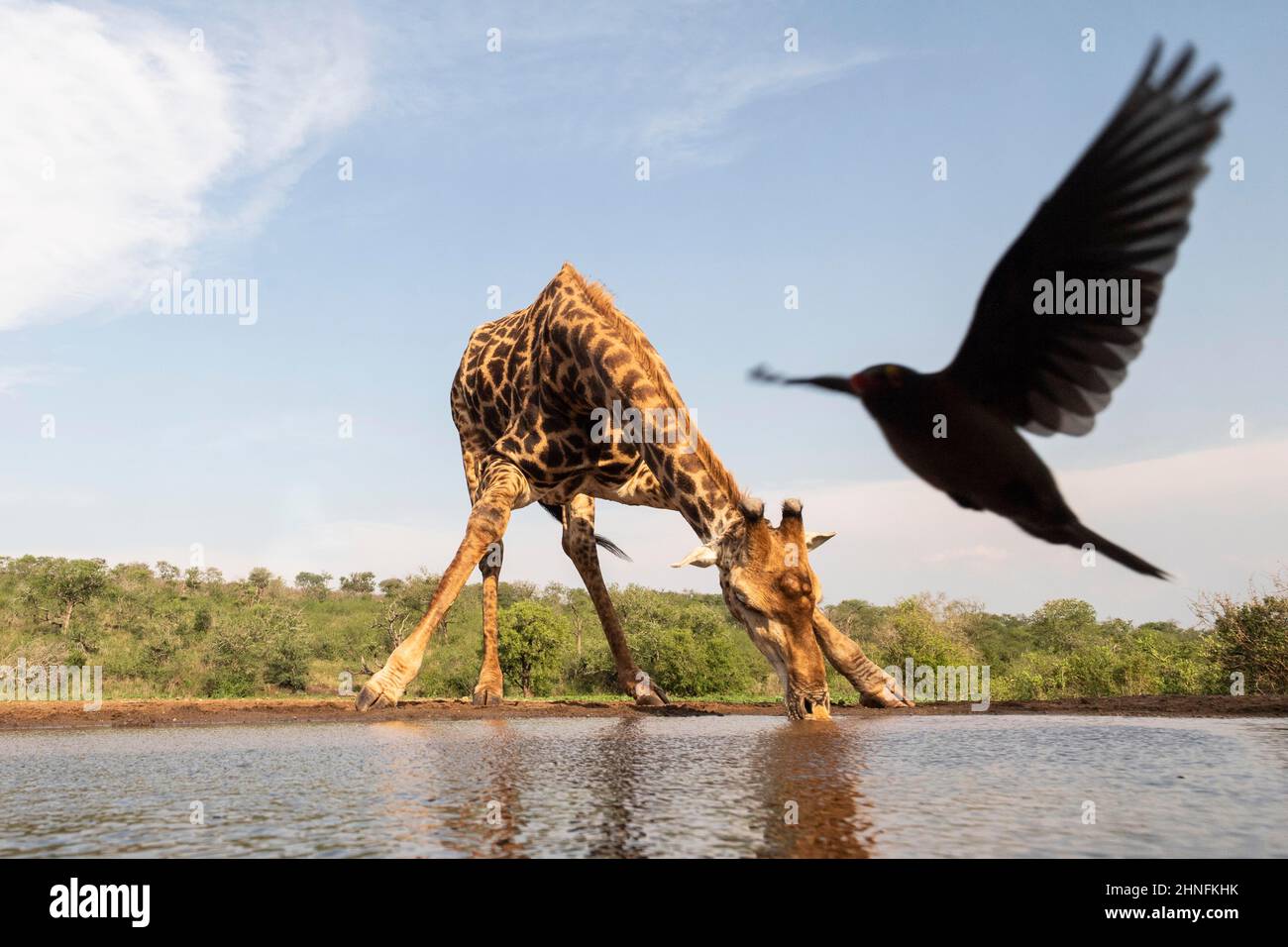 Bull bull bird hi-res stock photography and images - Alamy