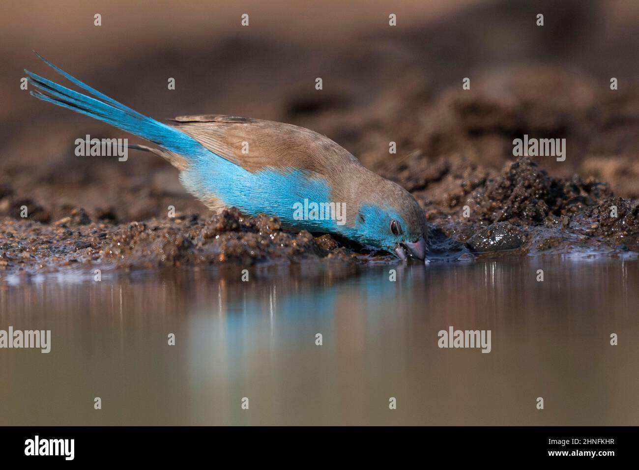 Blue waxbill (Uraeginthus angolensis) drinking Zimanga Game Reserve ...