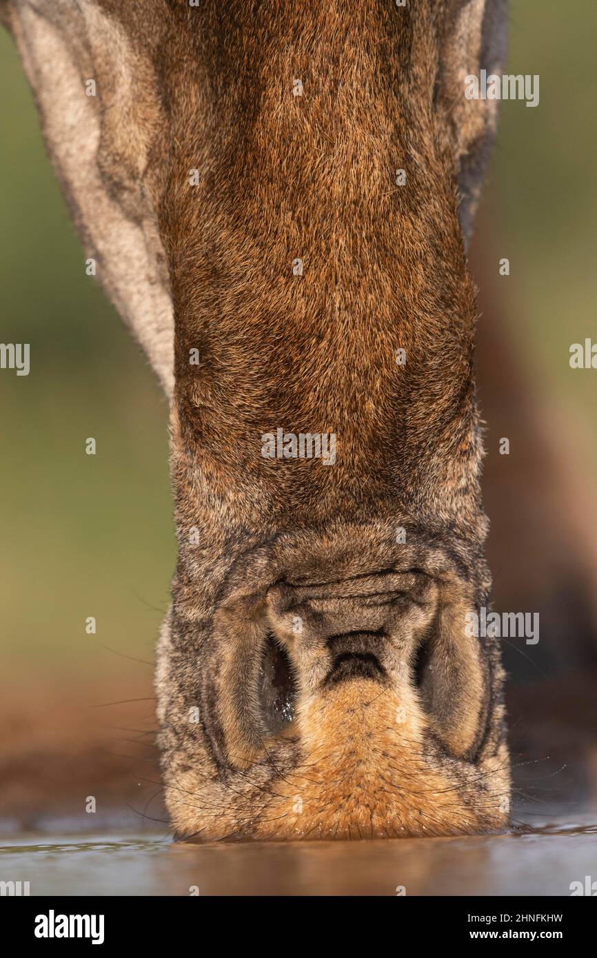 Giraffe (Giraffa camelopardalis) nostrils, Zimanga Game Reserve ...