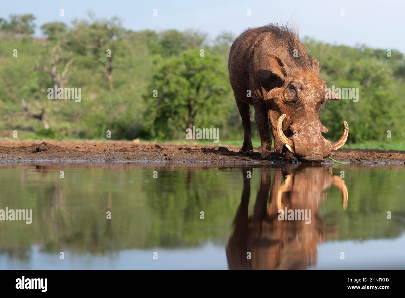Common warthog (Phacochoerus africanus) boar drinking at waterhole ...