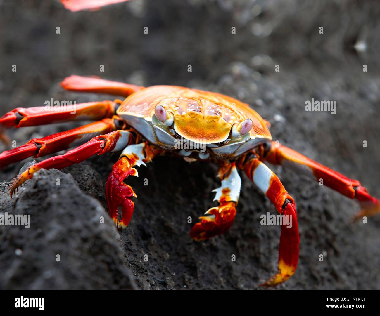 Close up of a red crab, red crab on the rocks, close up Stock Photo - Alamy