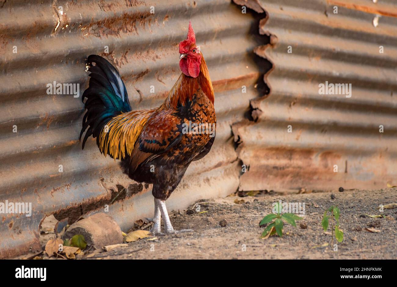 Beautiful rooster in the yard, a farm rooster in the yard Stock Photo ...