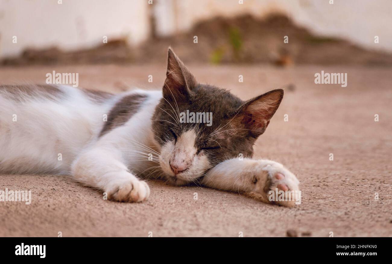 Sleeping cat sculpture hi-res stock photography and images - Alamy